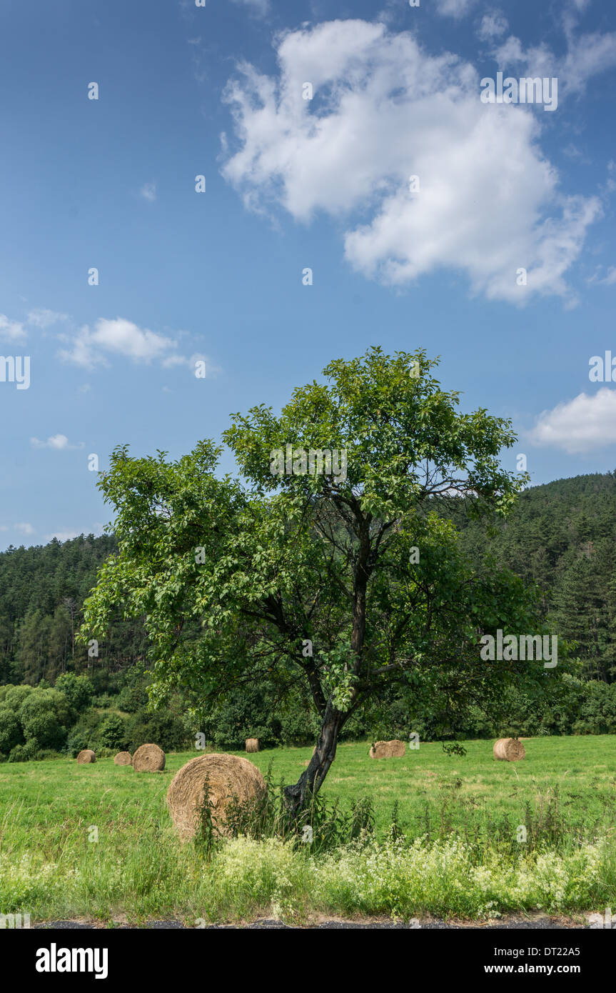Overgrown hay field hi-res stock photography and images - Alamy