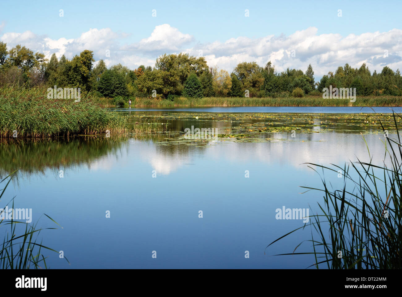 Water smooth surface lake cane hi-res stock photography and images - Alamy