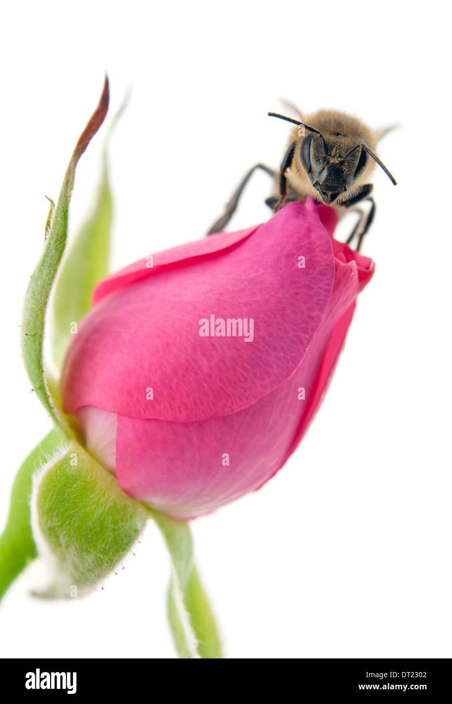 bee and rose isolated on white Stock Photo - Alamy