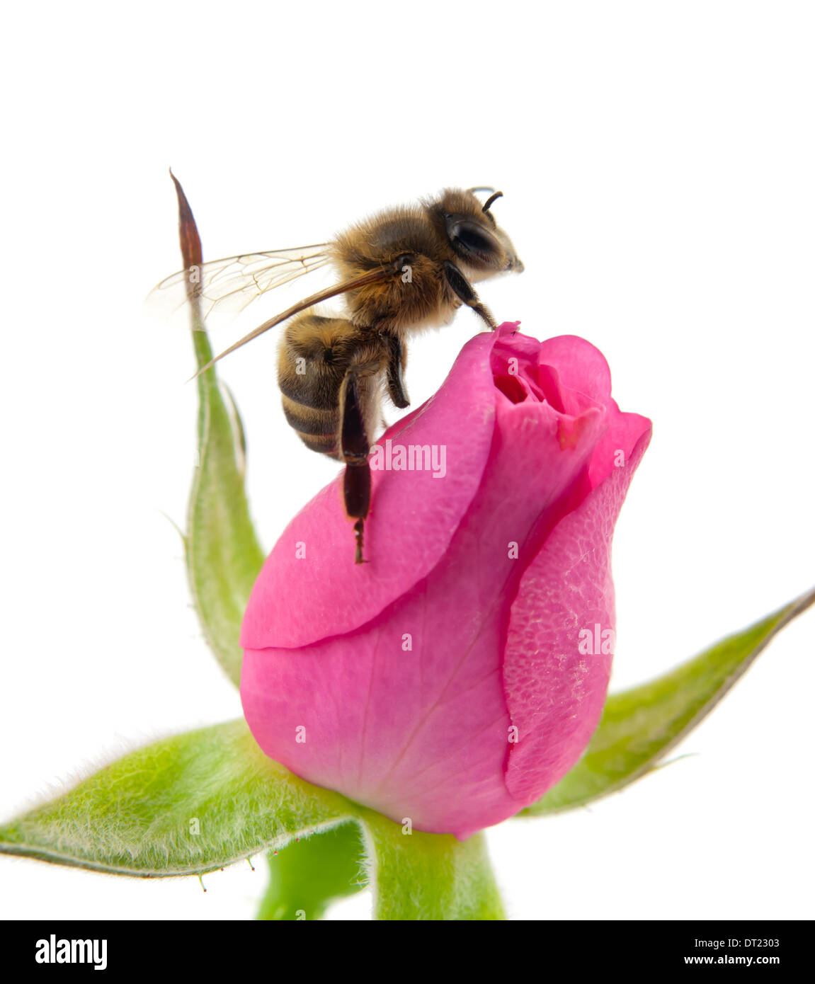 bee and pink rose isolated on white Stock Photo - Alamy