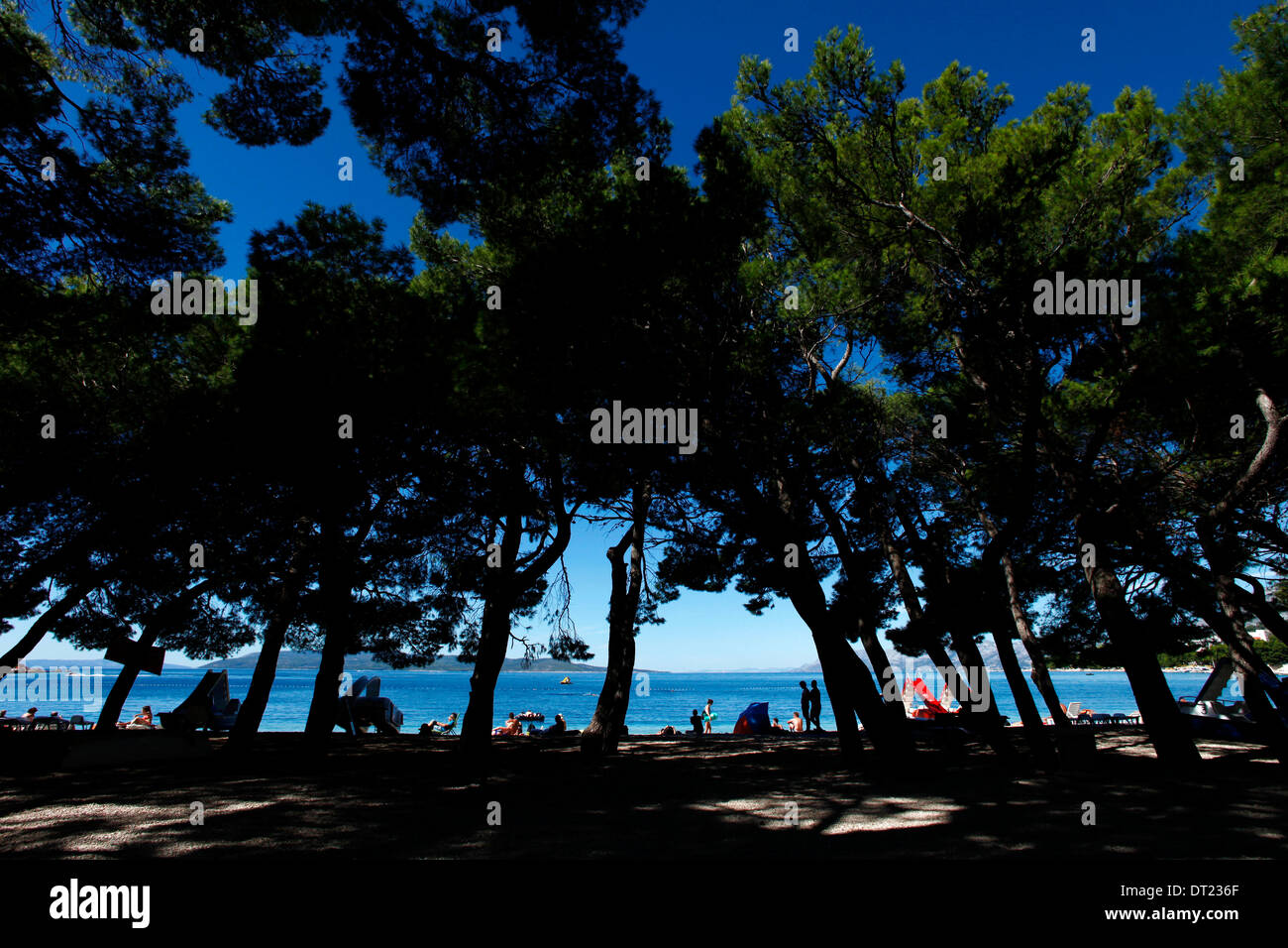 Big trees at the seaside Stock Photo - Alamy