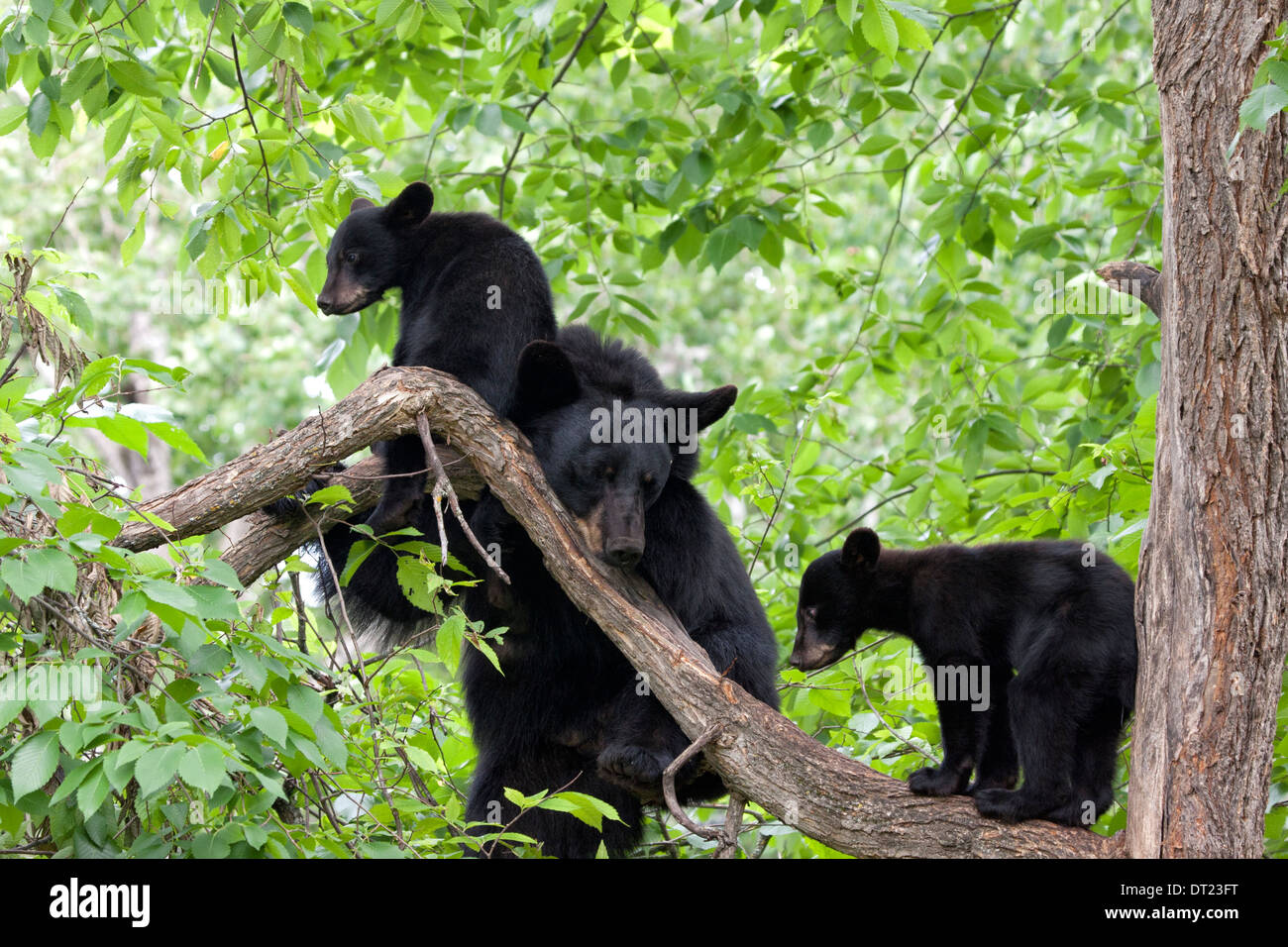 Black bear sow with two cubs in a tree Stock Photo - Alamy