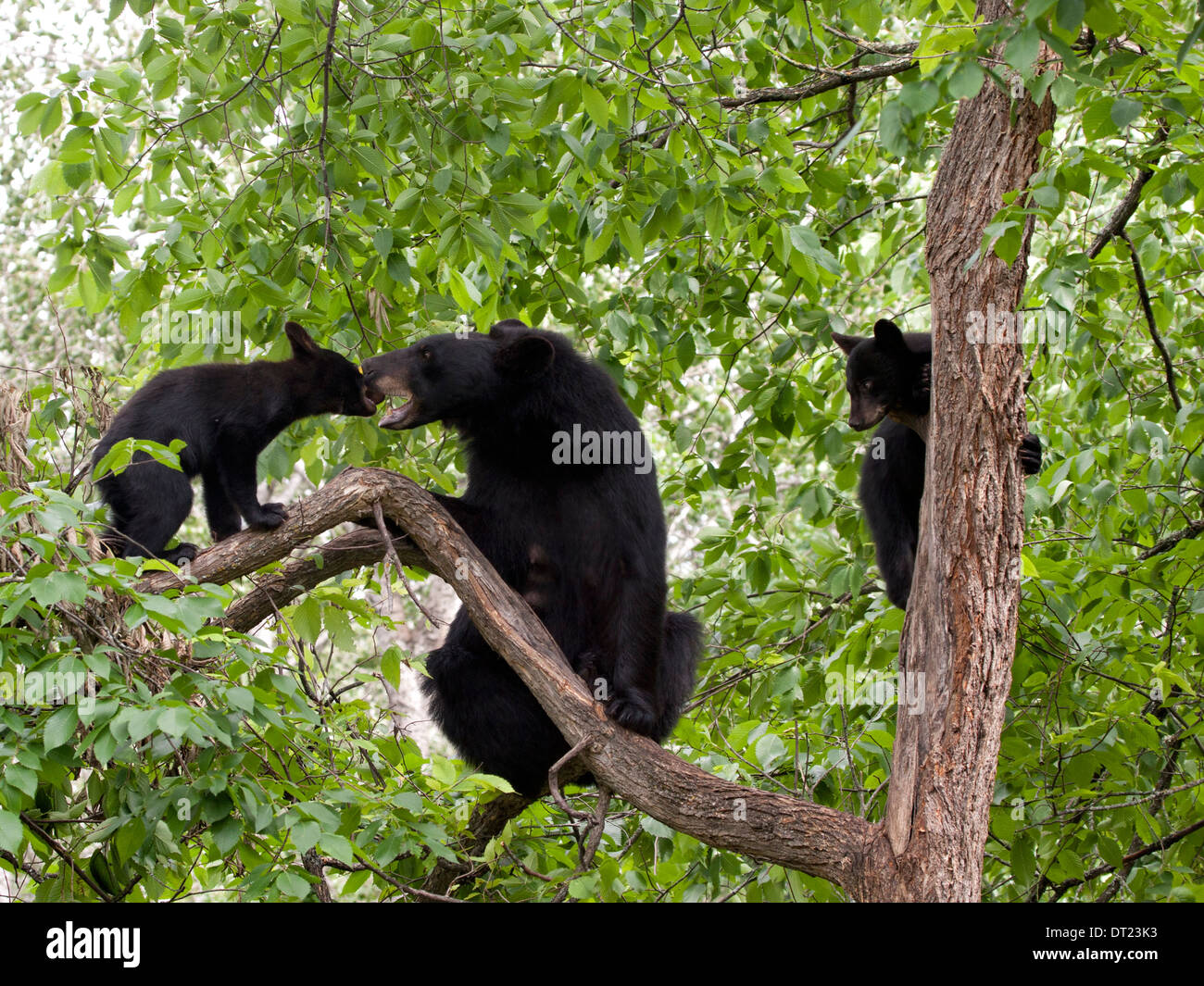 Black bear cubs tree hi-res stock photography and images - Alamy