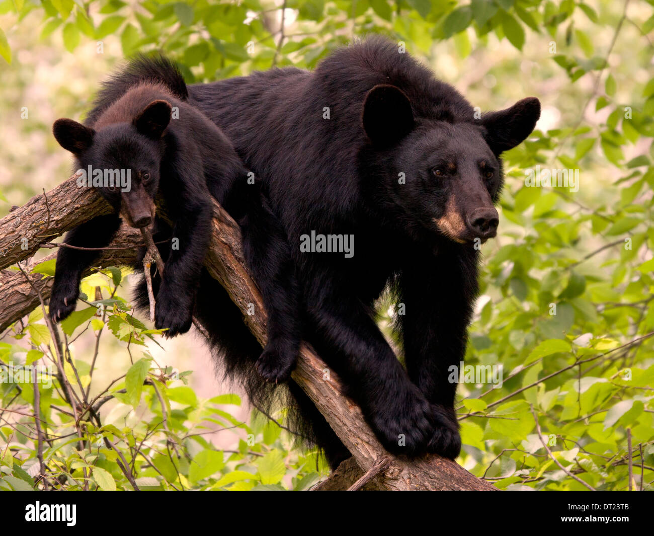 Black bear sow and cub resting in a tree Stock Photo - Alamy