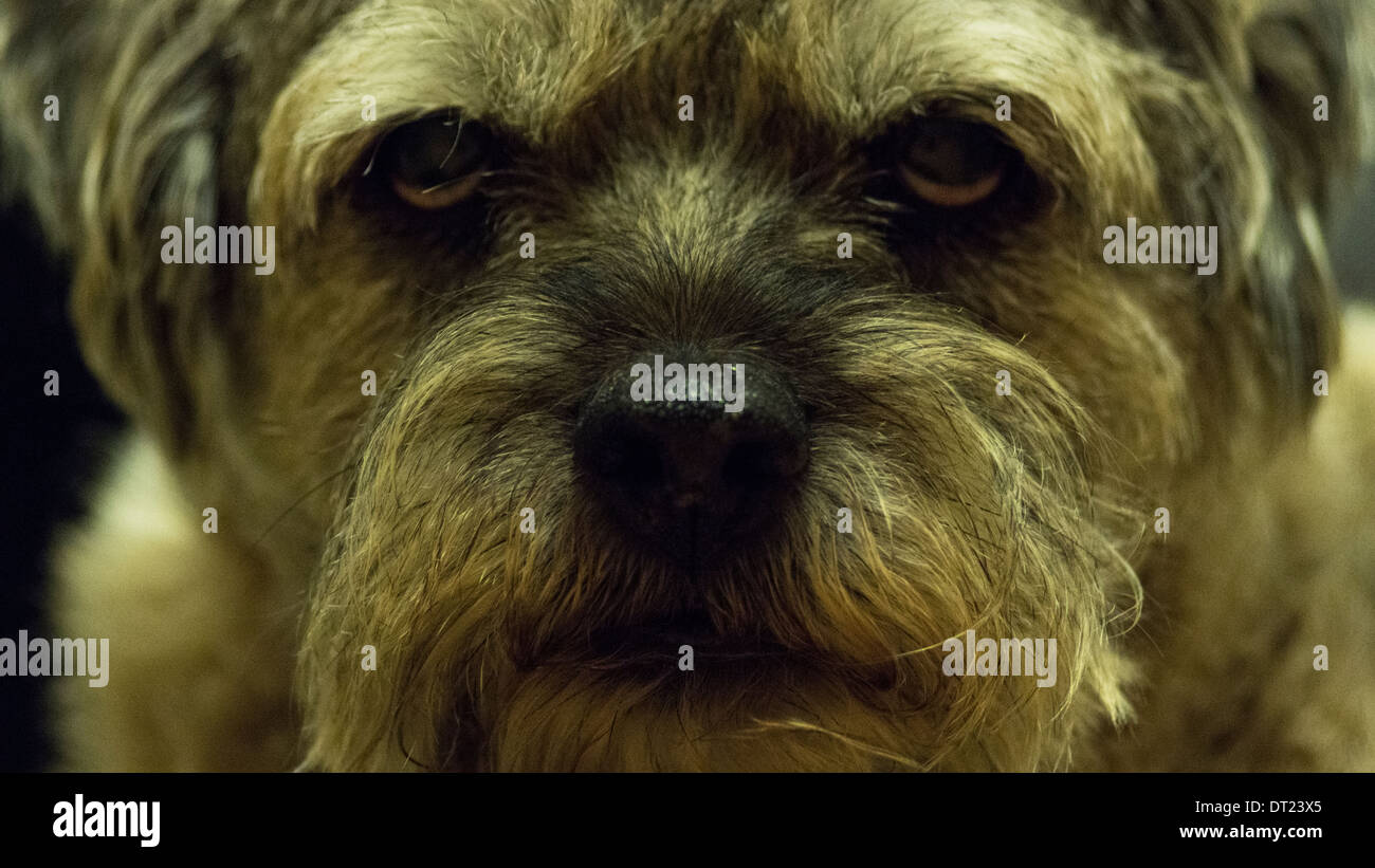 Border terrier dog face fed up eyes nose mouth Stock Photo - Alamy