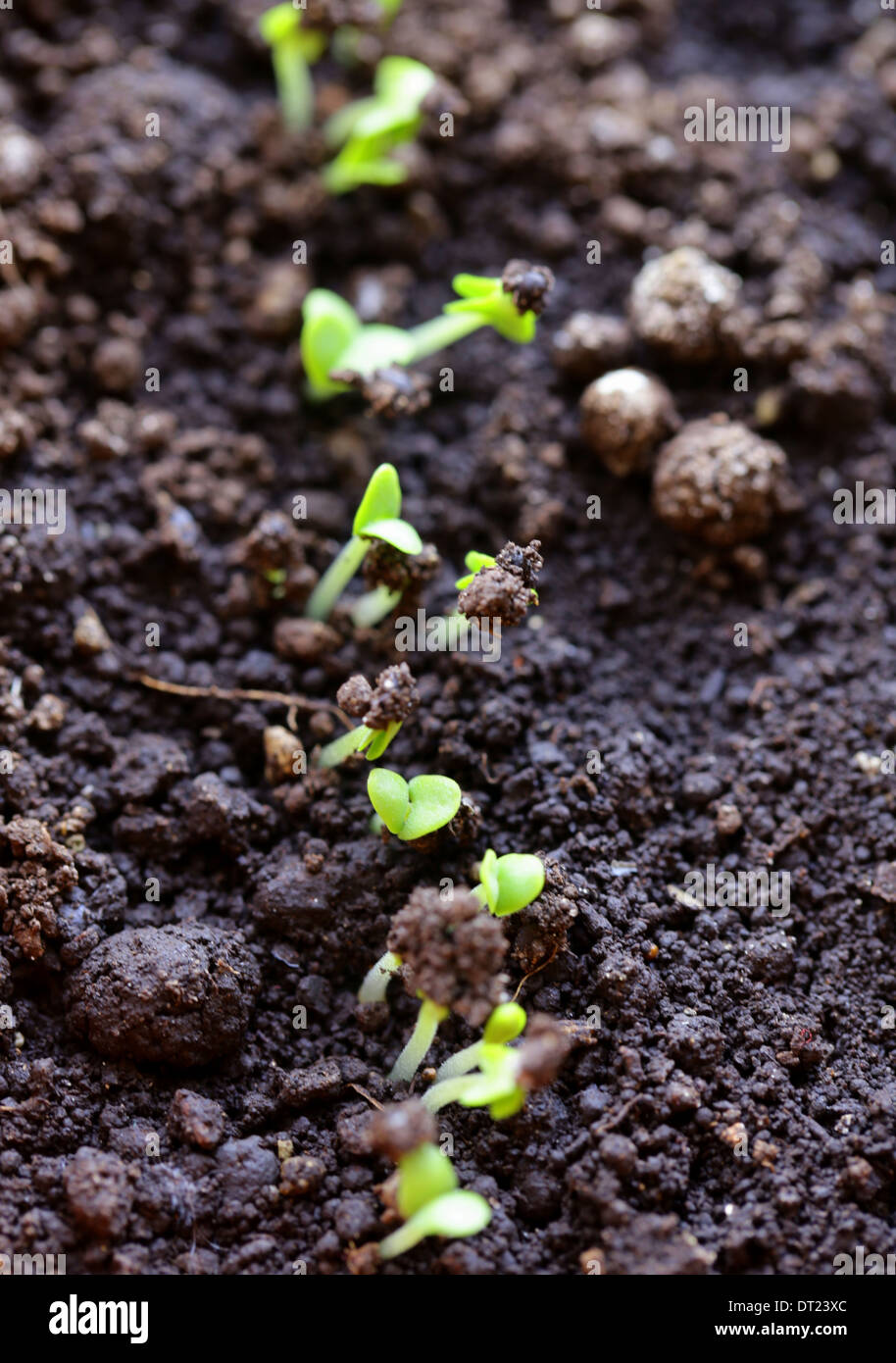 From small shoots hi-res stock photography and images - Alamy