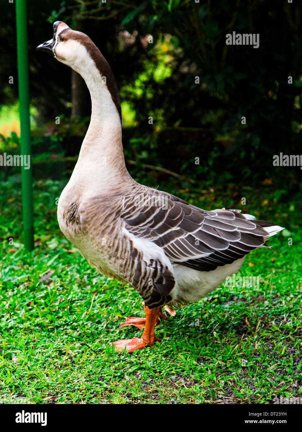 goose at natural Stock Photo - Alamy