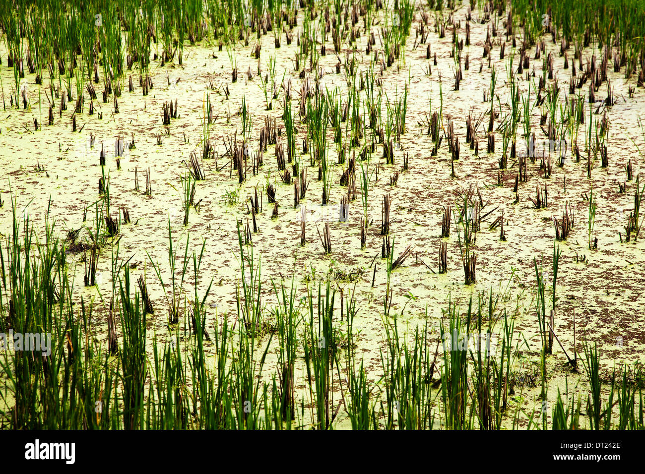 Rice paddy in Bali Stock Photo - Alamy