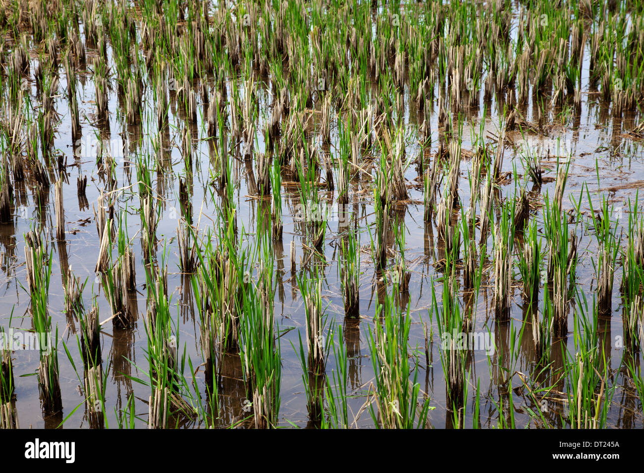 Rice paddy in Bali Stock Photo - Alamy