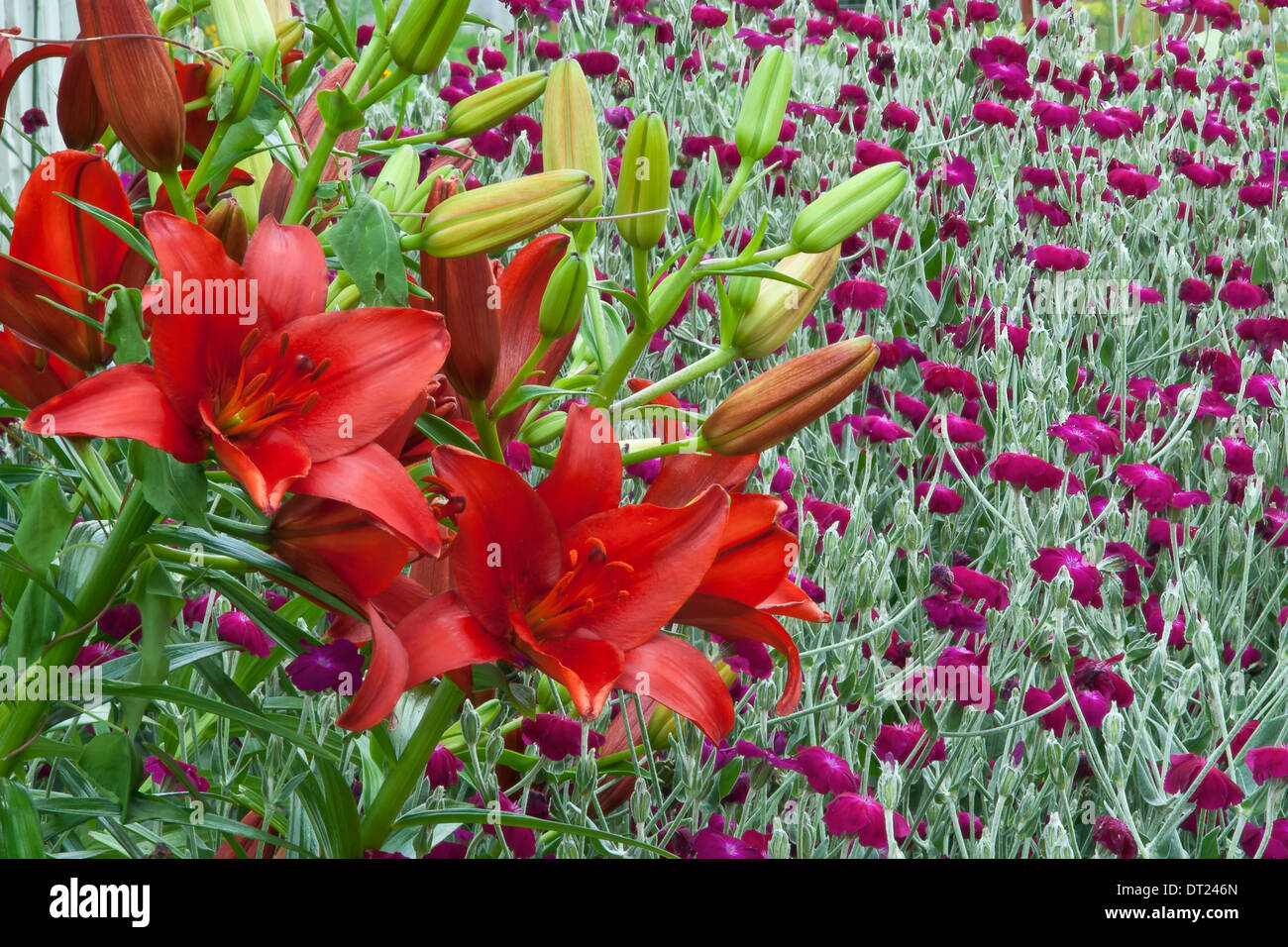 Beautiful flowers red lilies on hi-res stock photography and images - Alamy