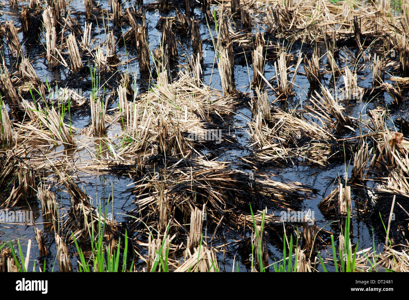 Rice paddy in Bali Stock Photo - Alamy