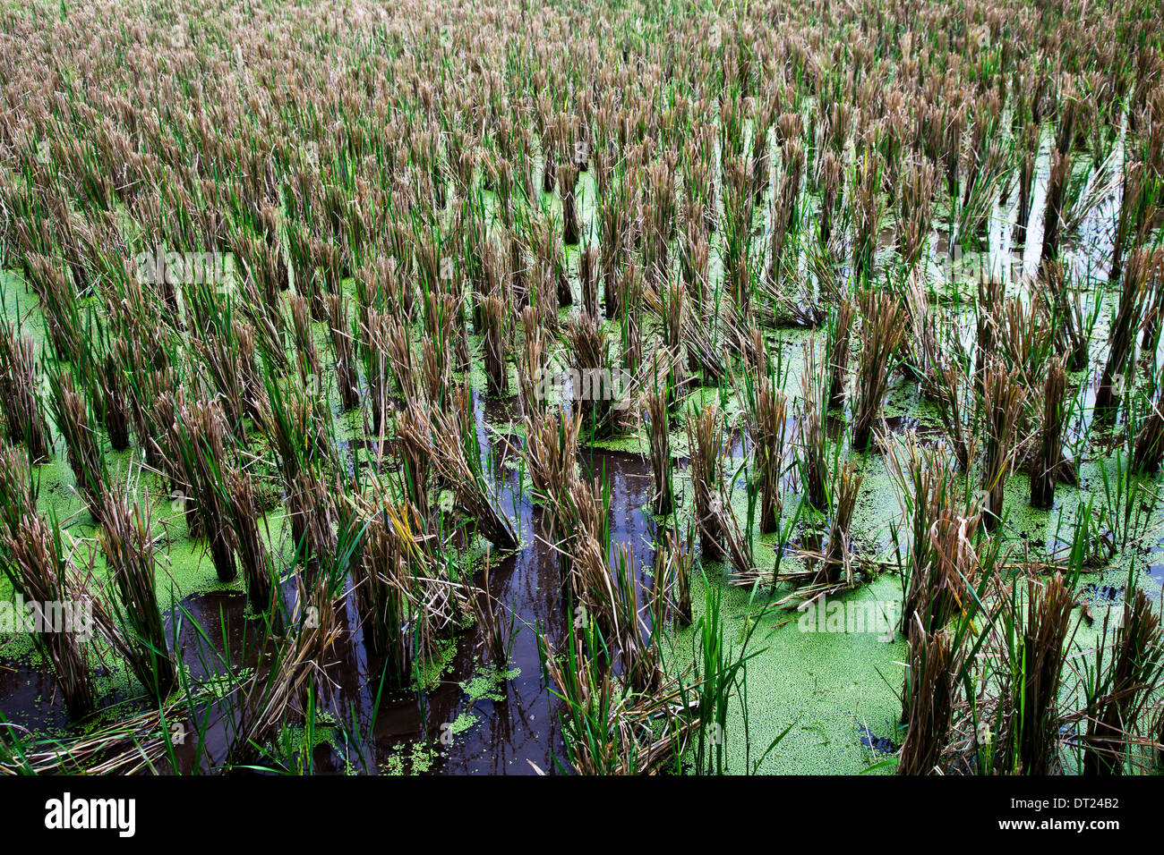 Rice paddy in Bali Stock Photo - Alamy