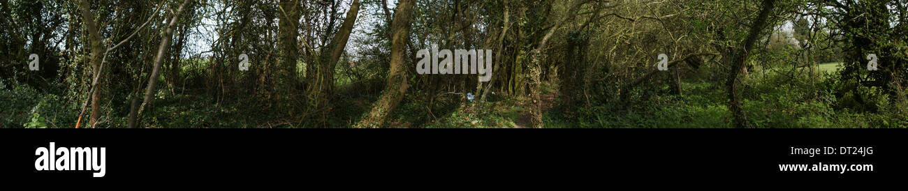 very 100 year big old Oak trees tree forest path Stock Photo - Alamy