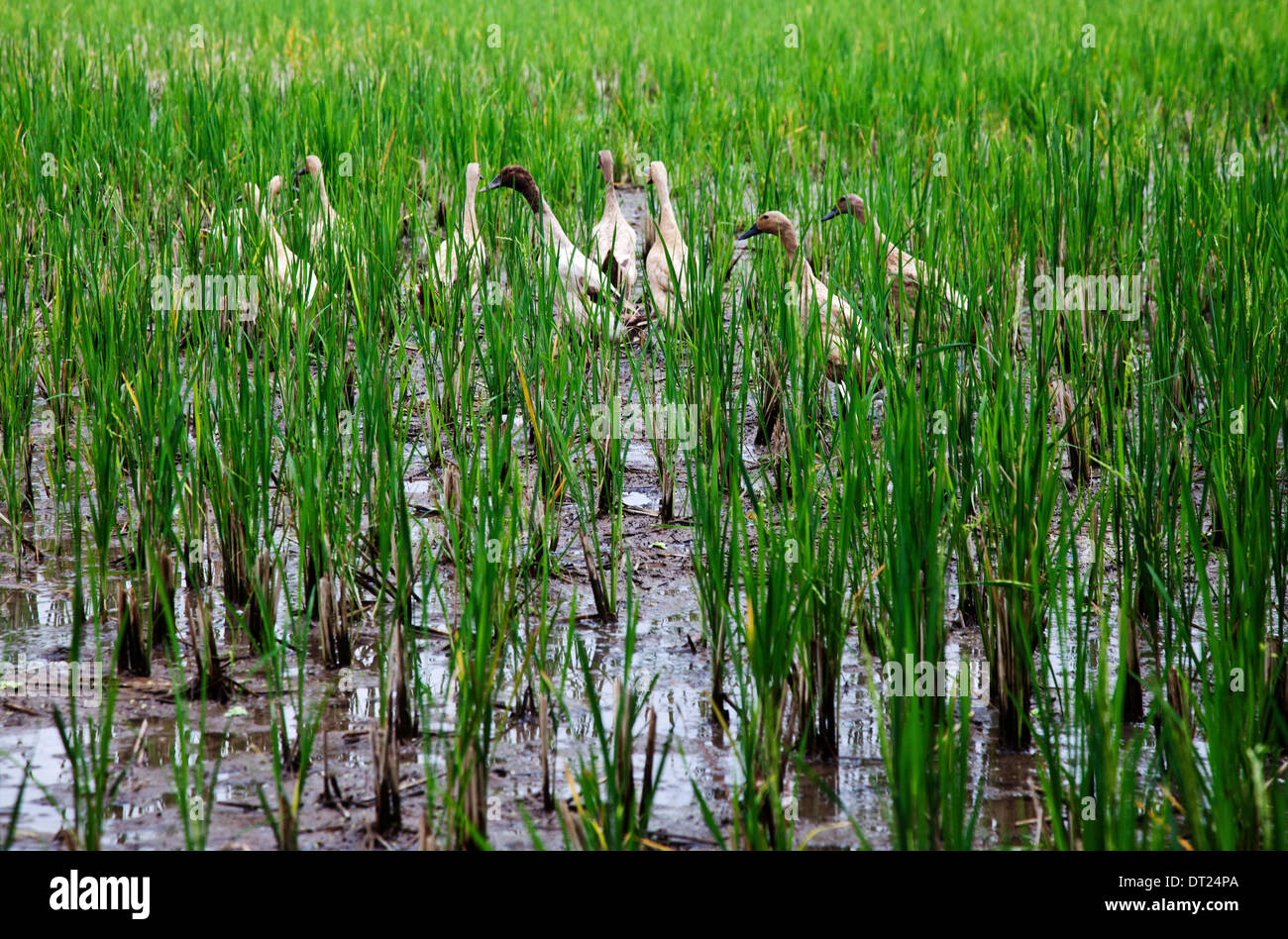 Rice paddy in Bali with ducks Stock Photo - Alamy