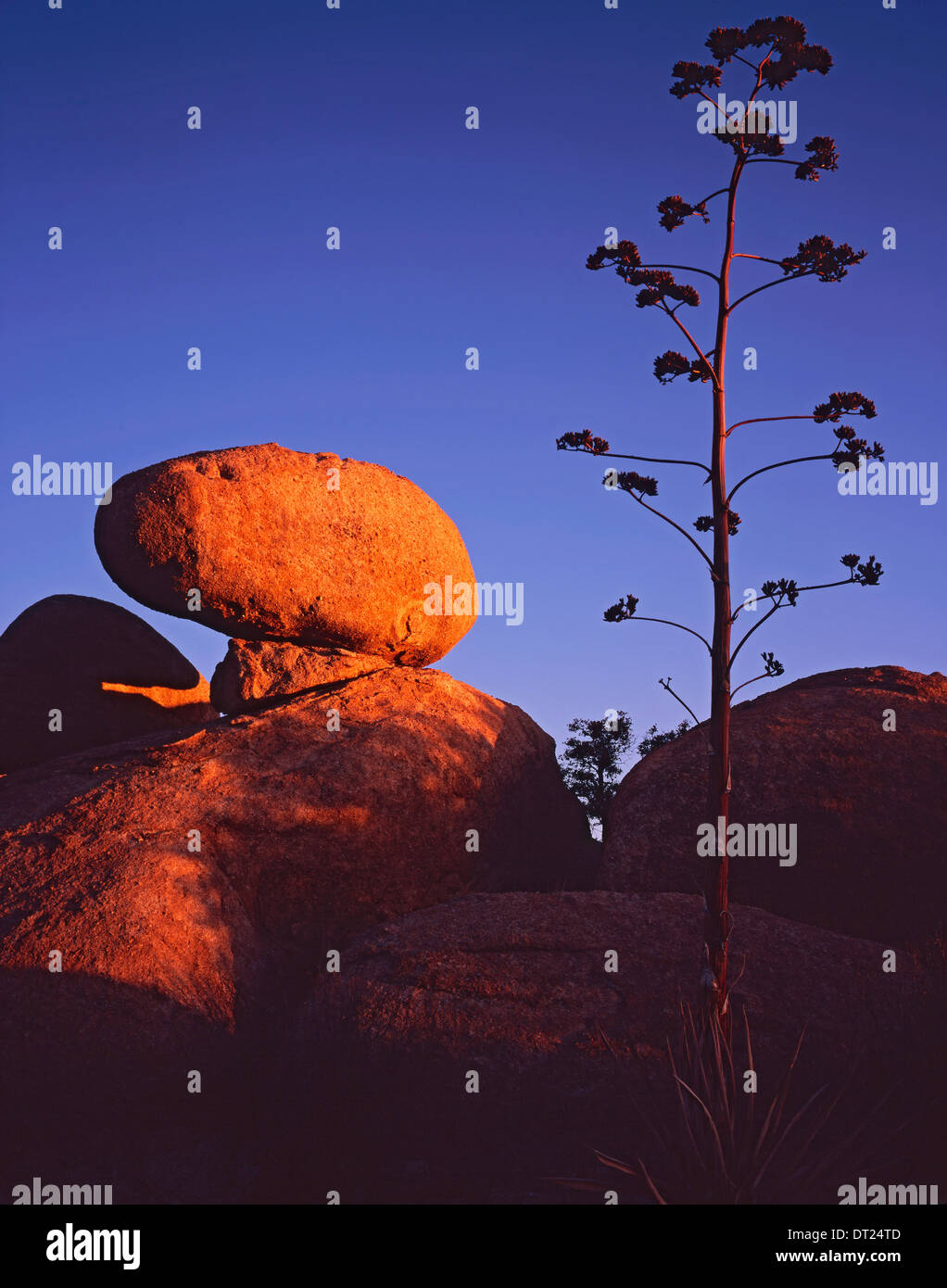 Agave stalk & boulder in Texas Canyon Stock Photo - Alamy