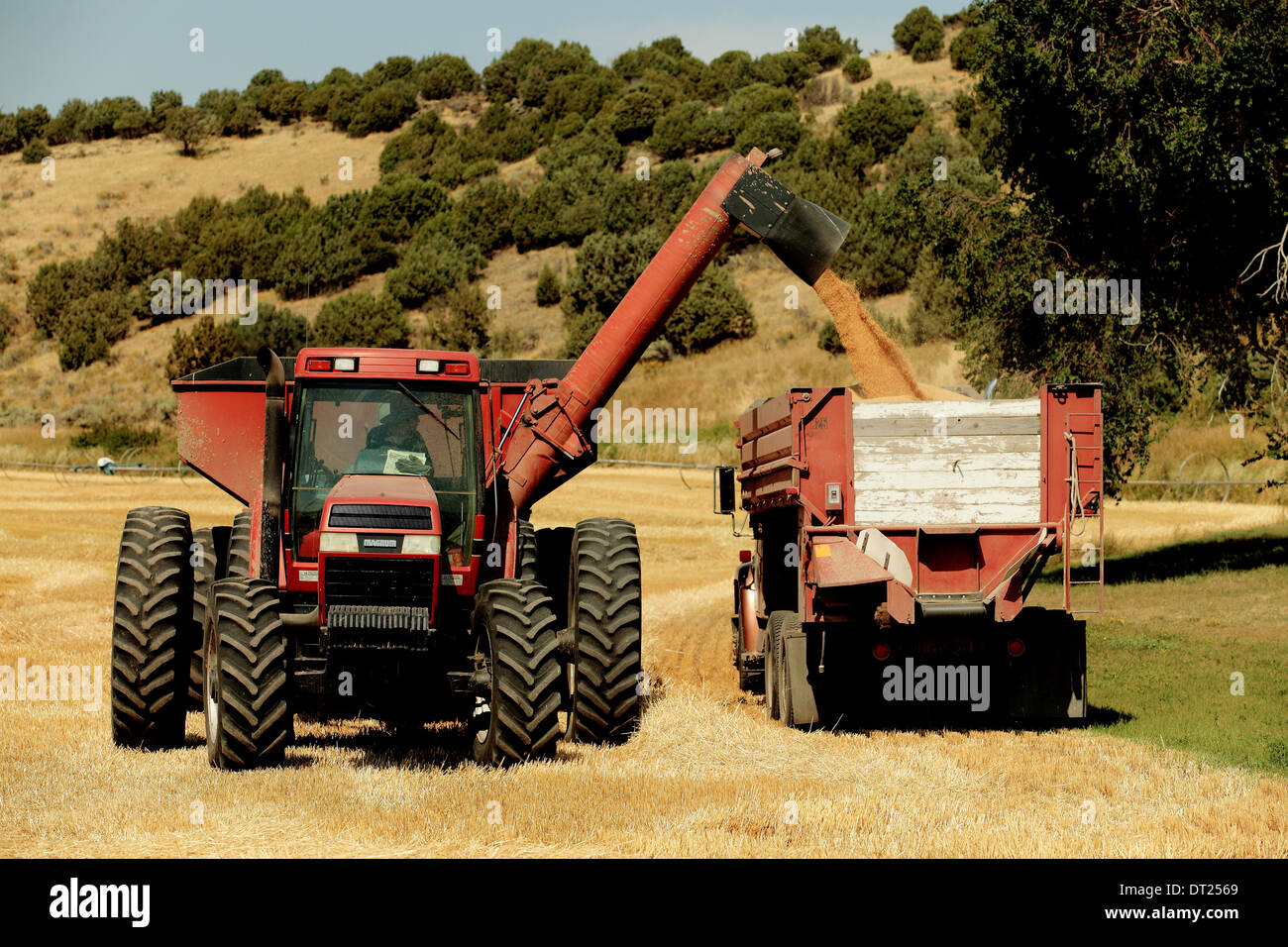 Wheat loading hi-res stock photography and images - Alamy
