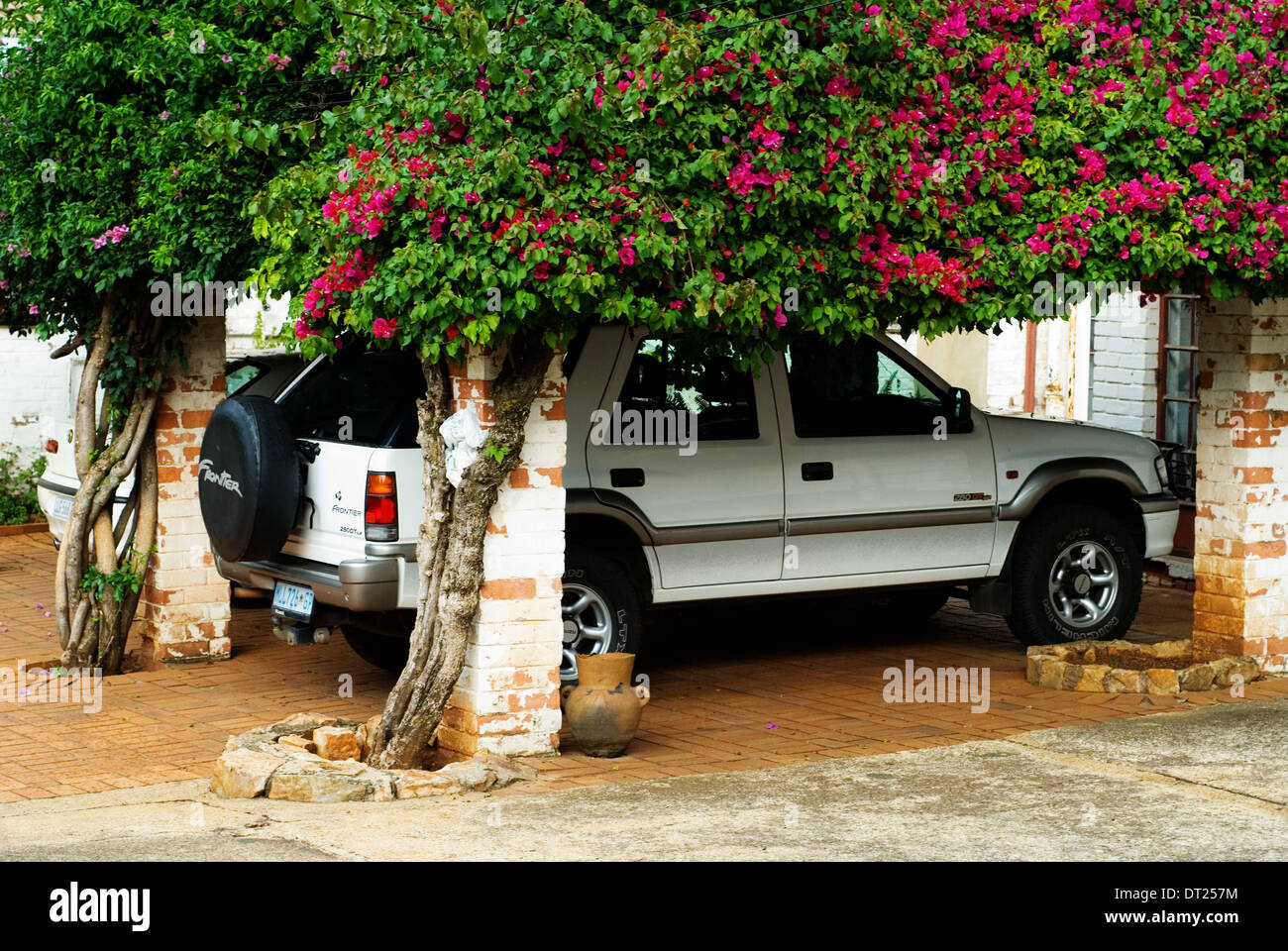 Bougainvillea hedge hi-res stock photography and images - Alamy