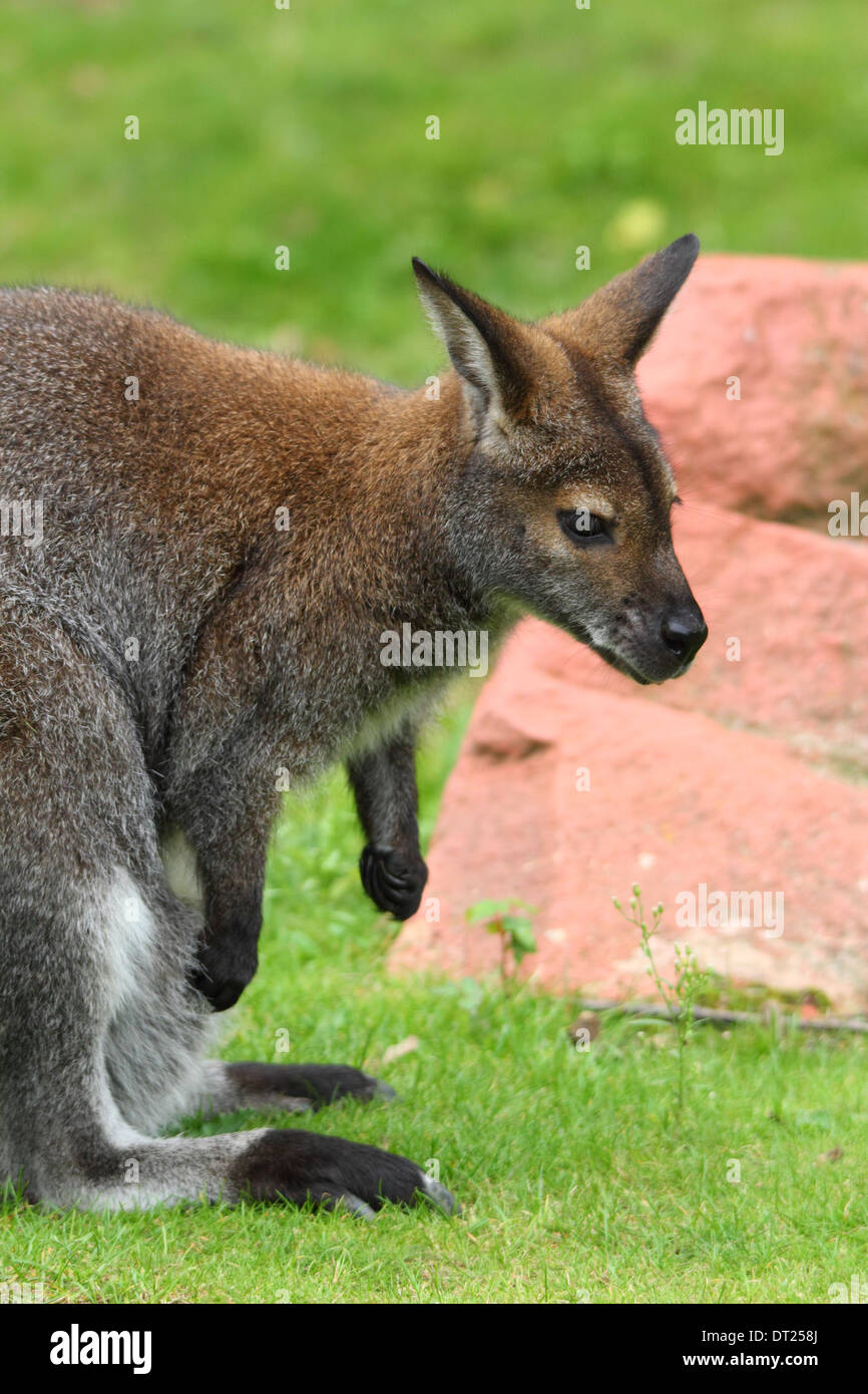 Red-necked wallaby portrait Stock Photo - Alamy