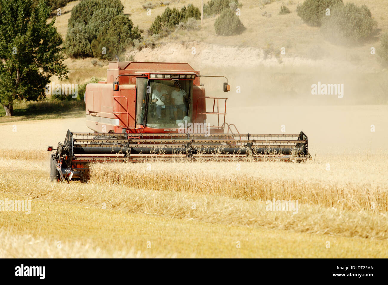 Farm machinery harvesting wheat on a summer day in the fertile farm ...