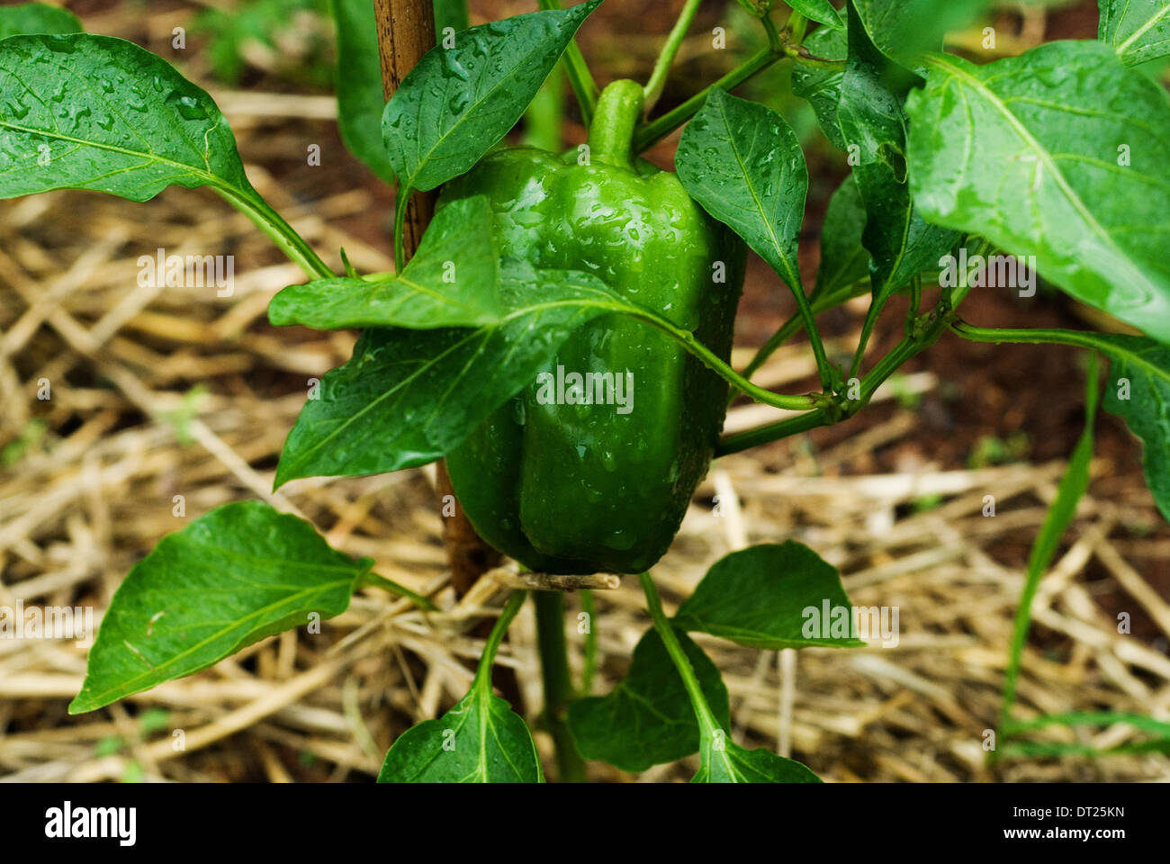 Vegetable garden with Capsicum plant Stock Photo - Alamy