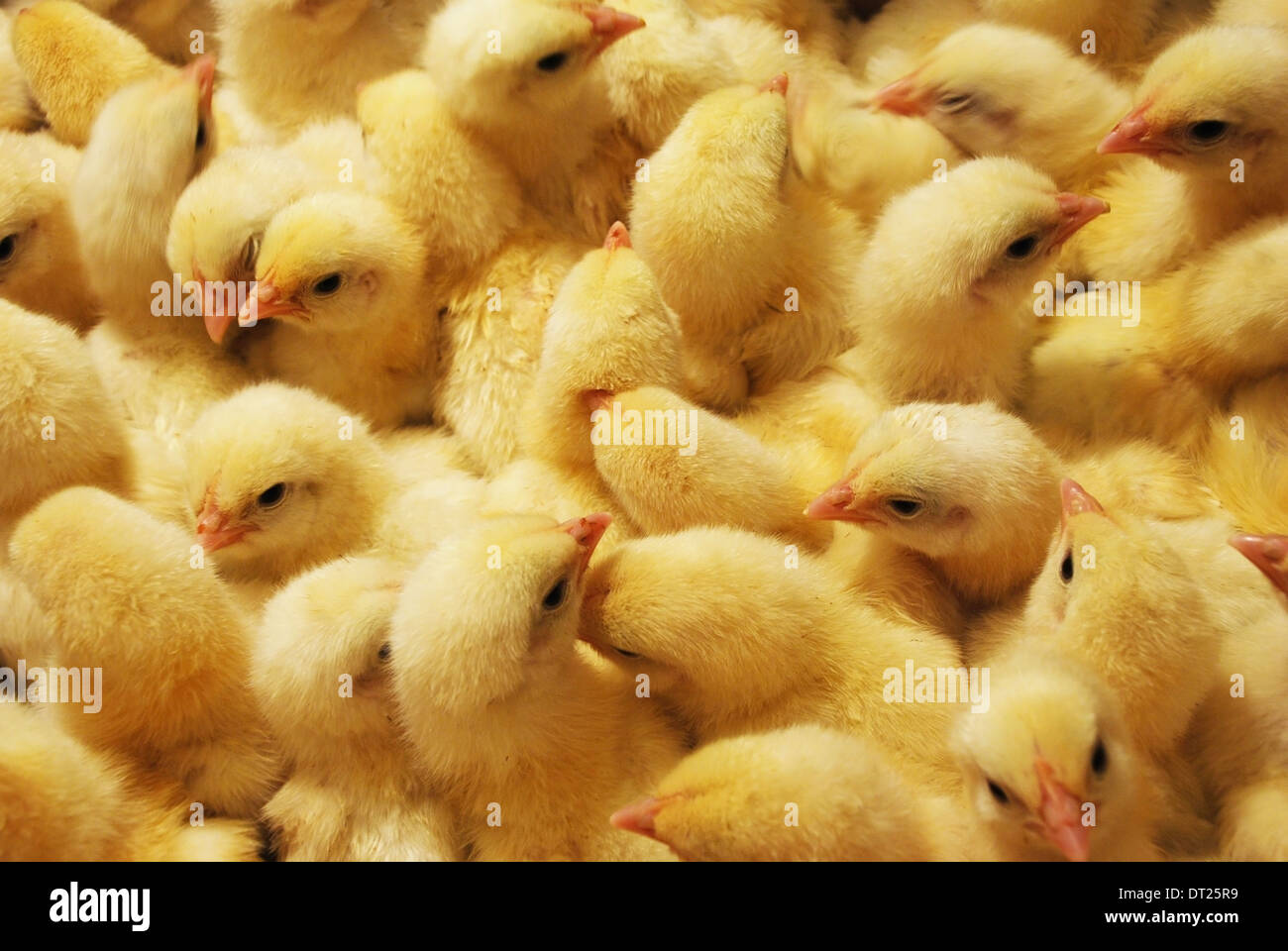 Yellow poultry hi-res stock photography and images - Alamy