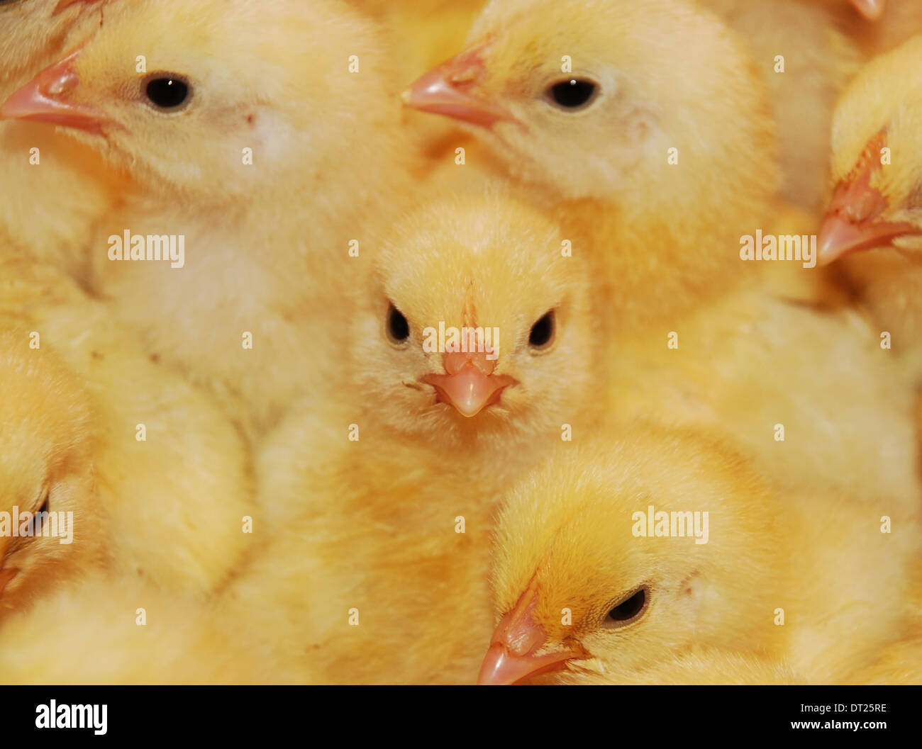 Young chickens on poultry farm hi-res stock photography and images - Alamy