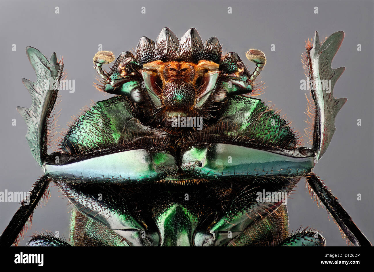 Kheper hi-res stock photography and images - Alamy
