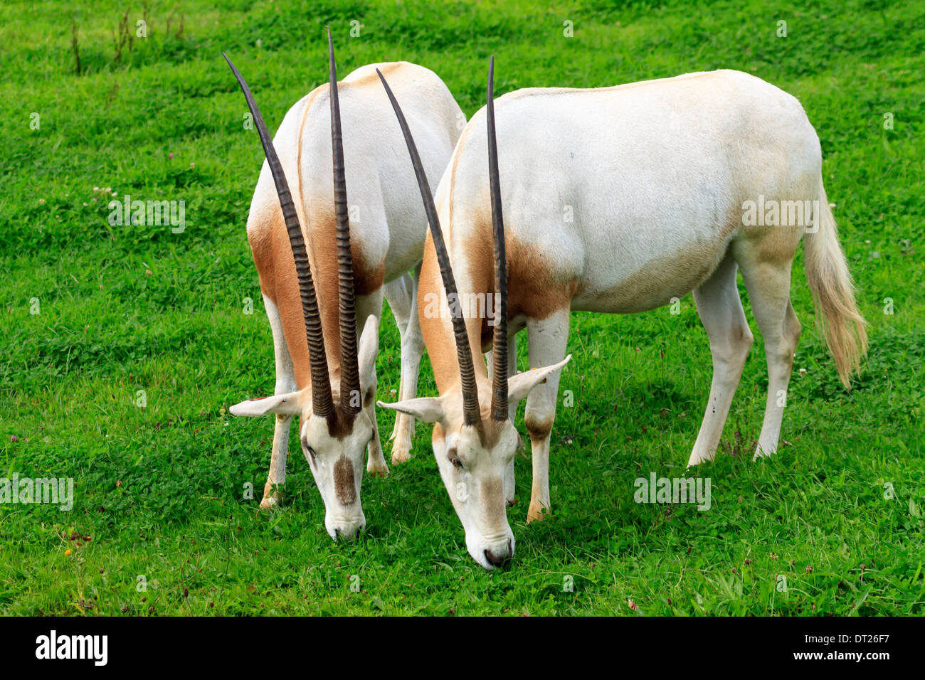 Scimitar horned oryx horns hi-res stock photography and images - Alamy