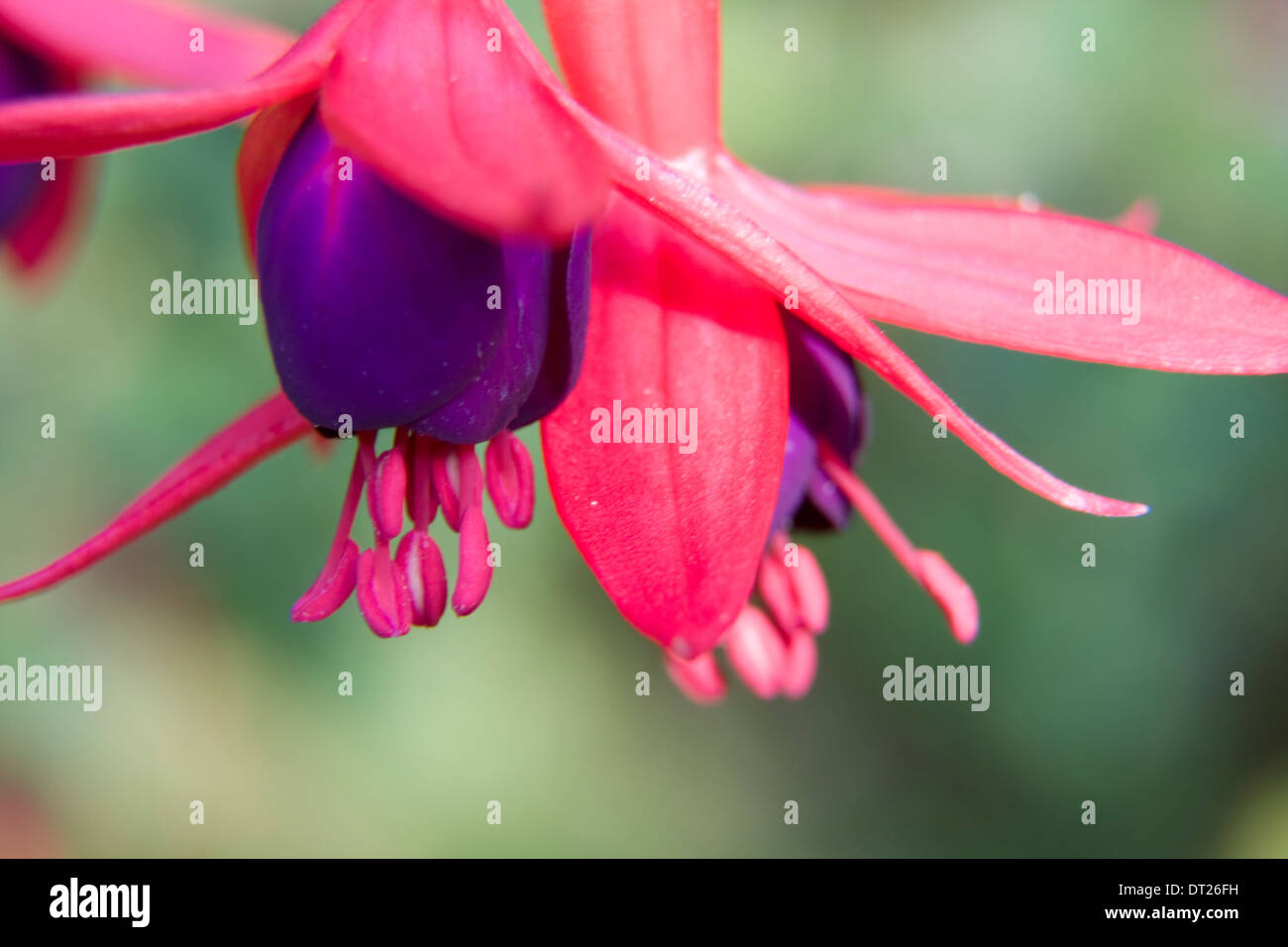 Fuschia pink colour hi-res stock photography and images - Alamy
