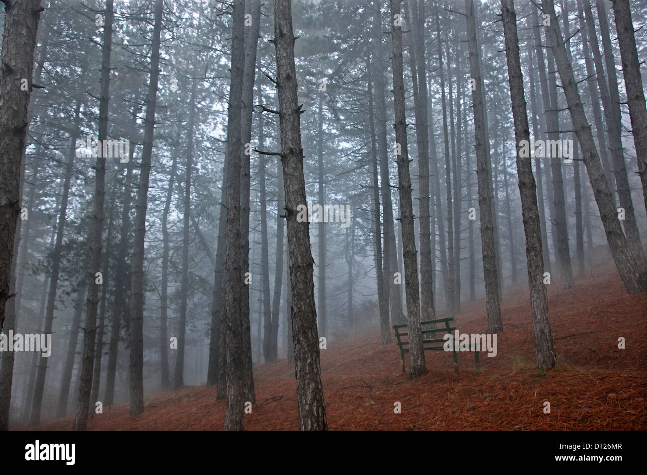 Greece forest hi-res stock photography and images - Alamy