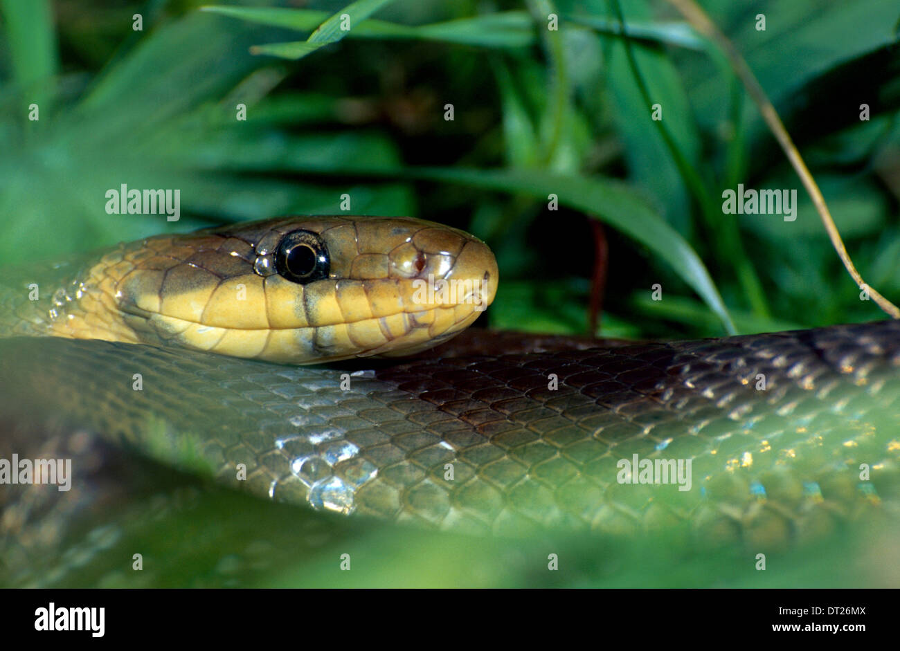 Esculape High Resolution Stock Photography and Images - Alamy