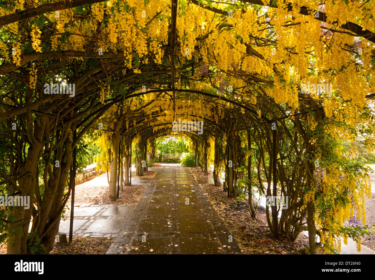 Laburnum arch hi-res stock photography and images - Alamy