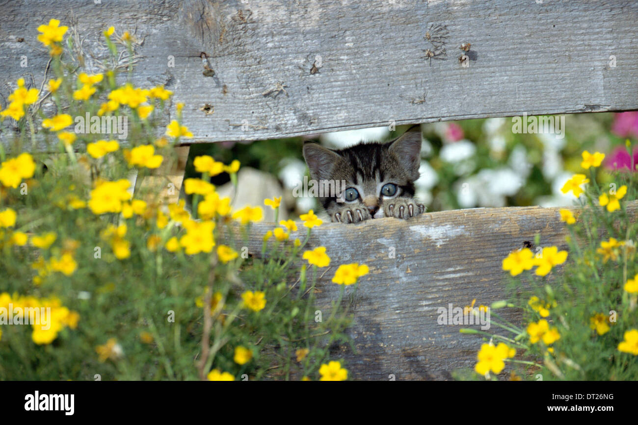 Kitten behind a fence Stock Photo - Alamy