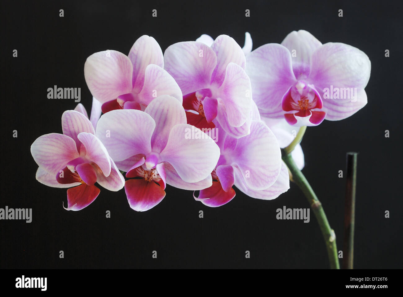 beautiful pink orchid on dark background, horizontal Stock Photo - Alamy