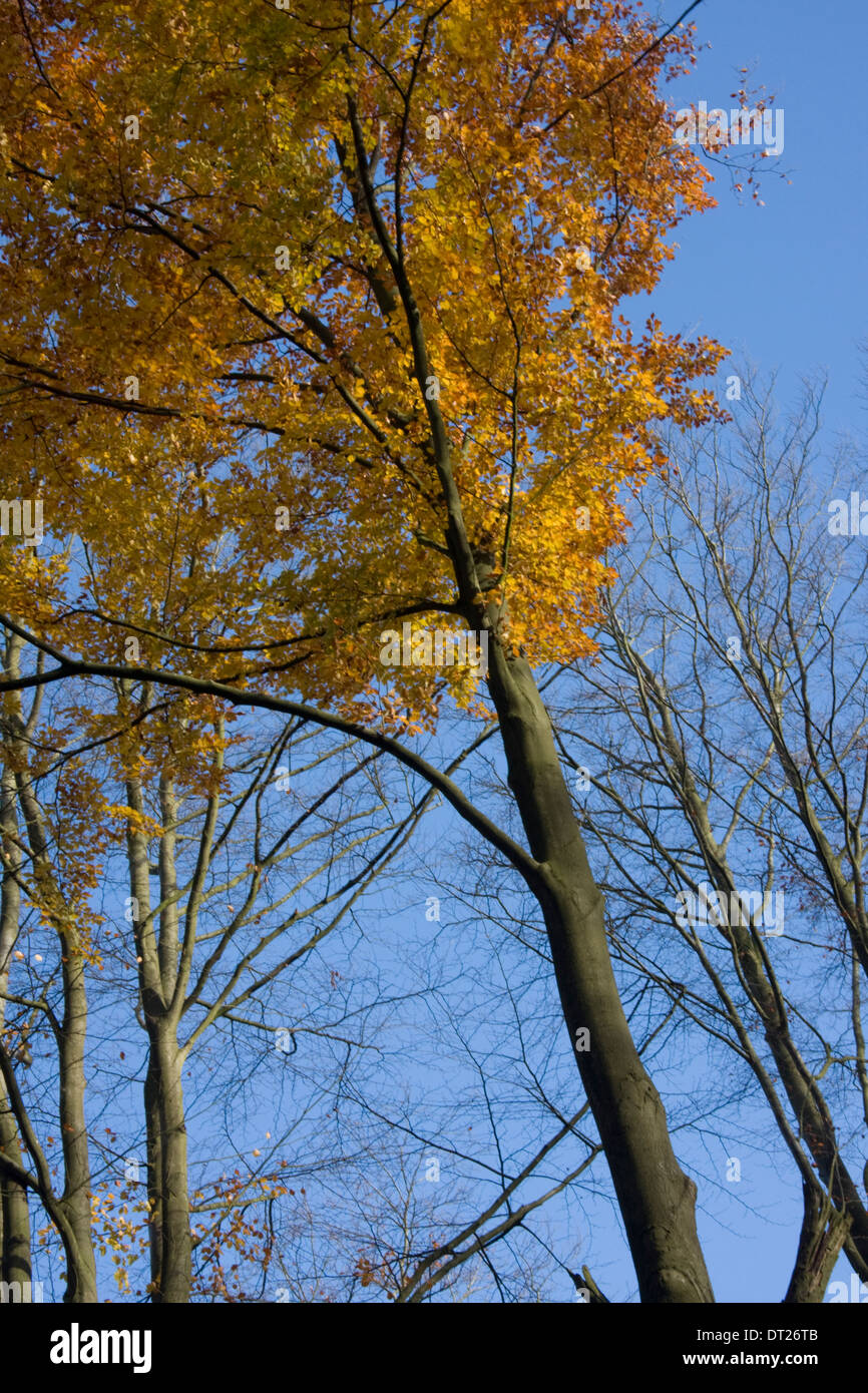 Tree with autumn foliage Stock Photo - Alamy