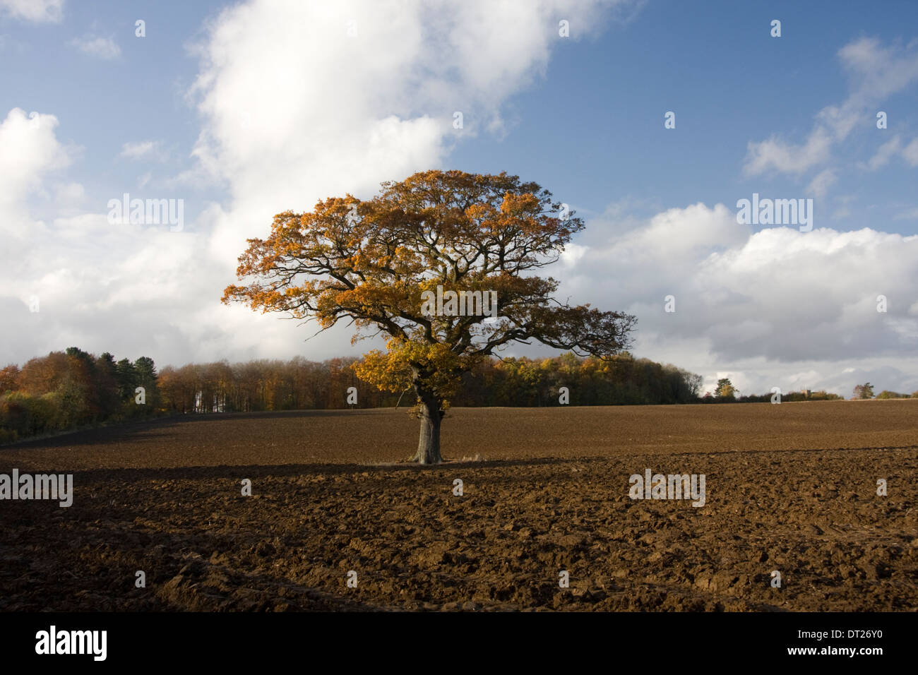 Solitary oak tree golden hi-res stock photography and images - Alamy