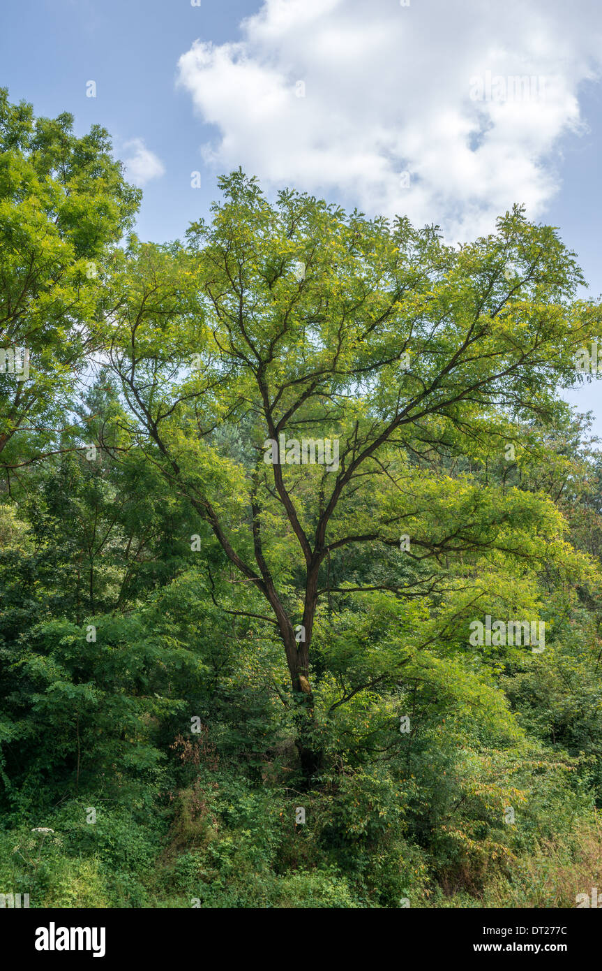 A view of a tree Stock Photo - Alamy
