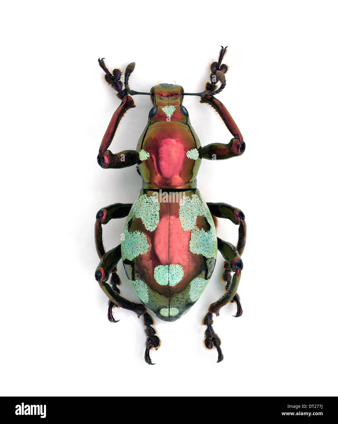 Pachyrrynchus hi-res stock photography and images - Alamy