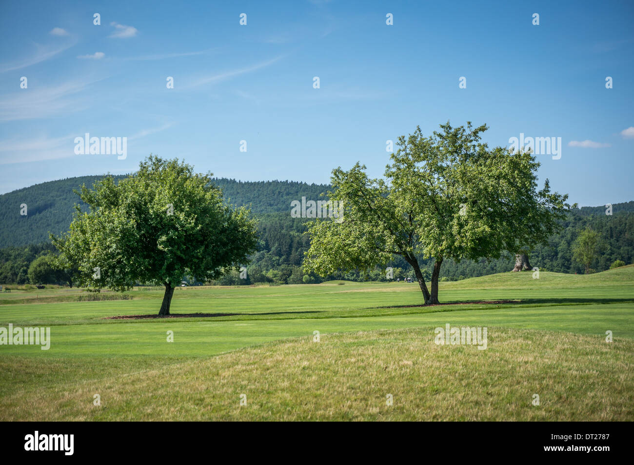 Two trees overlooking some woods and hills in the distance Stock Photo ...