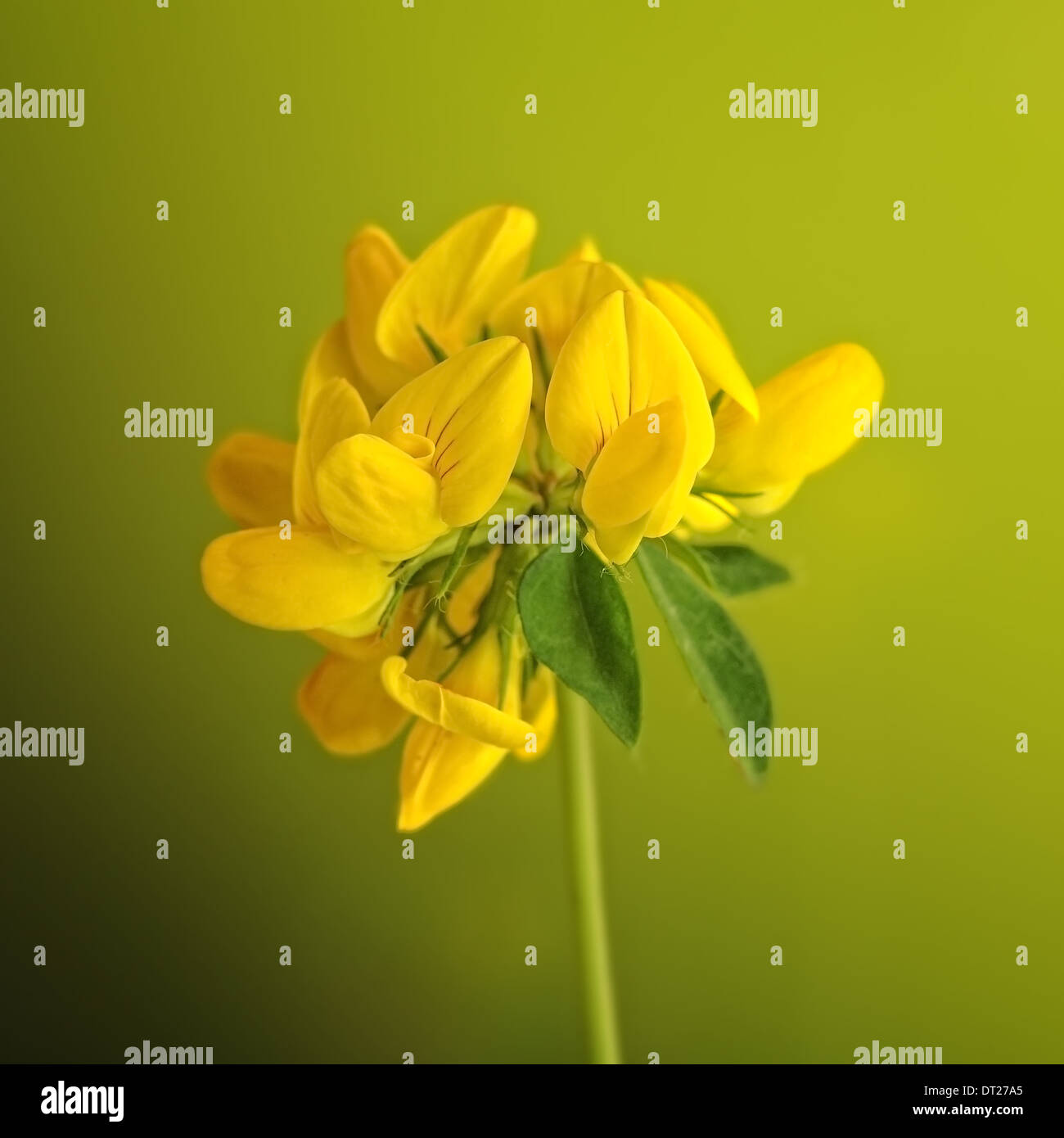 Birdfoot deervetch, Lotus corniculatus, portrait of yellow flowers with ...