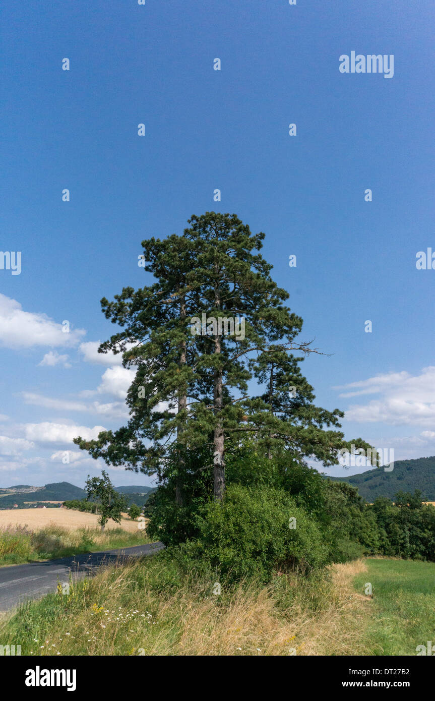 A lone tree standing beneath a blue sky Stock Photo - Alamy