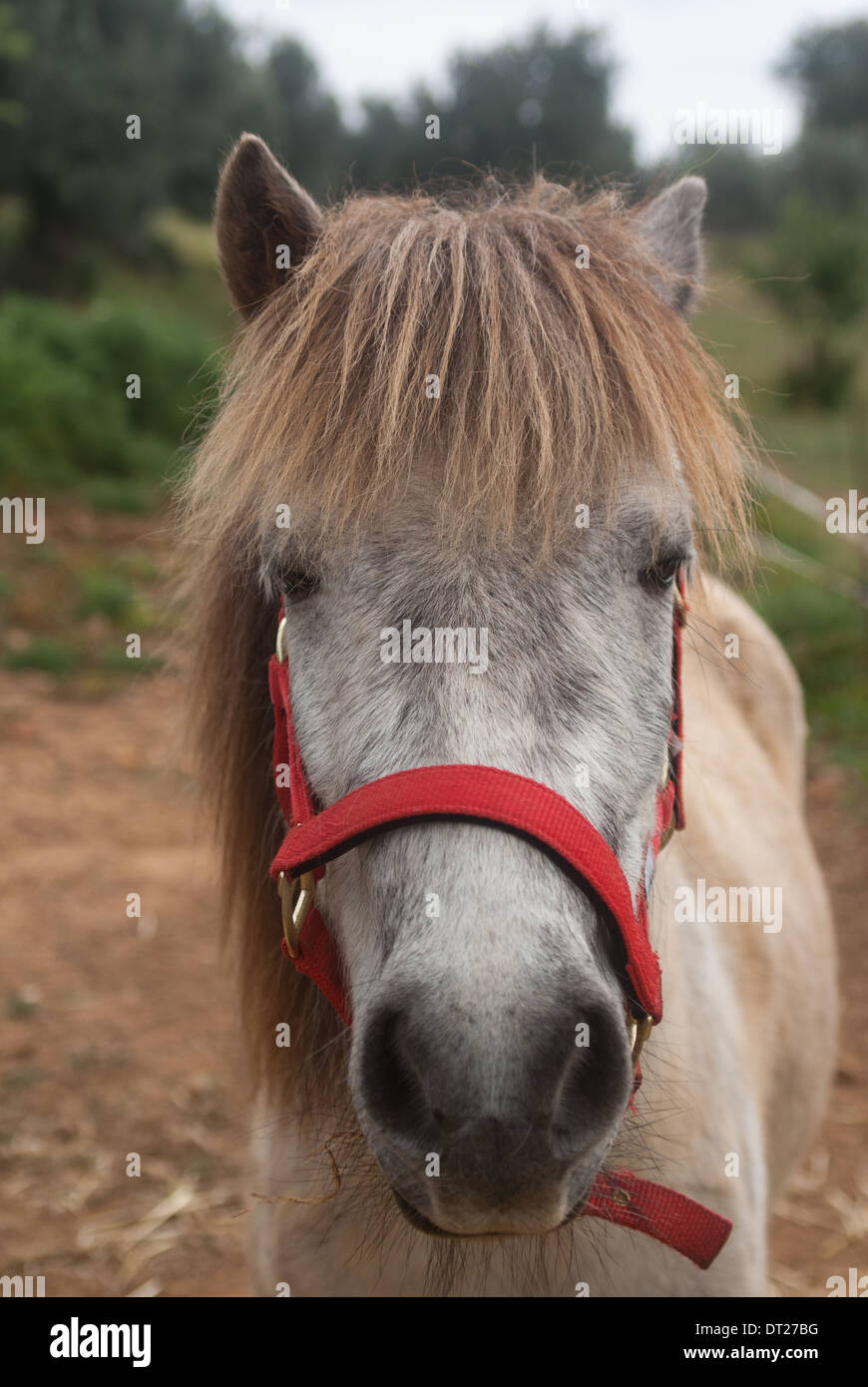 pony cute pony head of a pony Stock Photo - Alamy