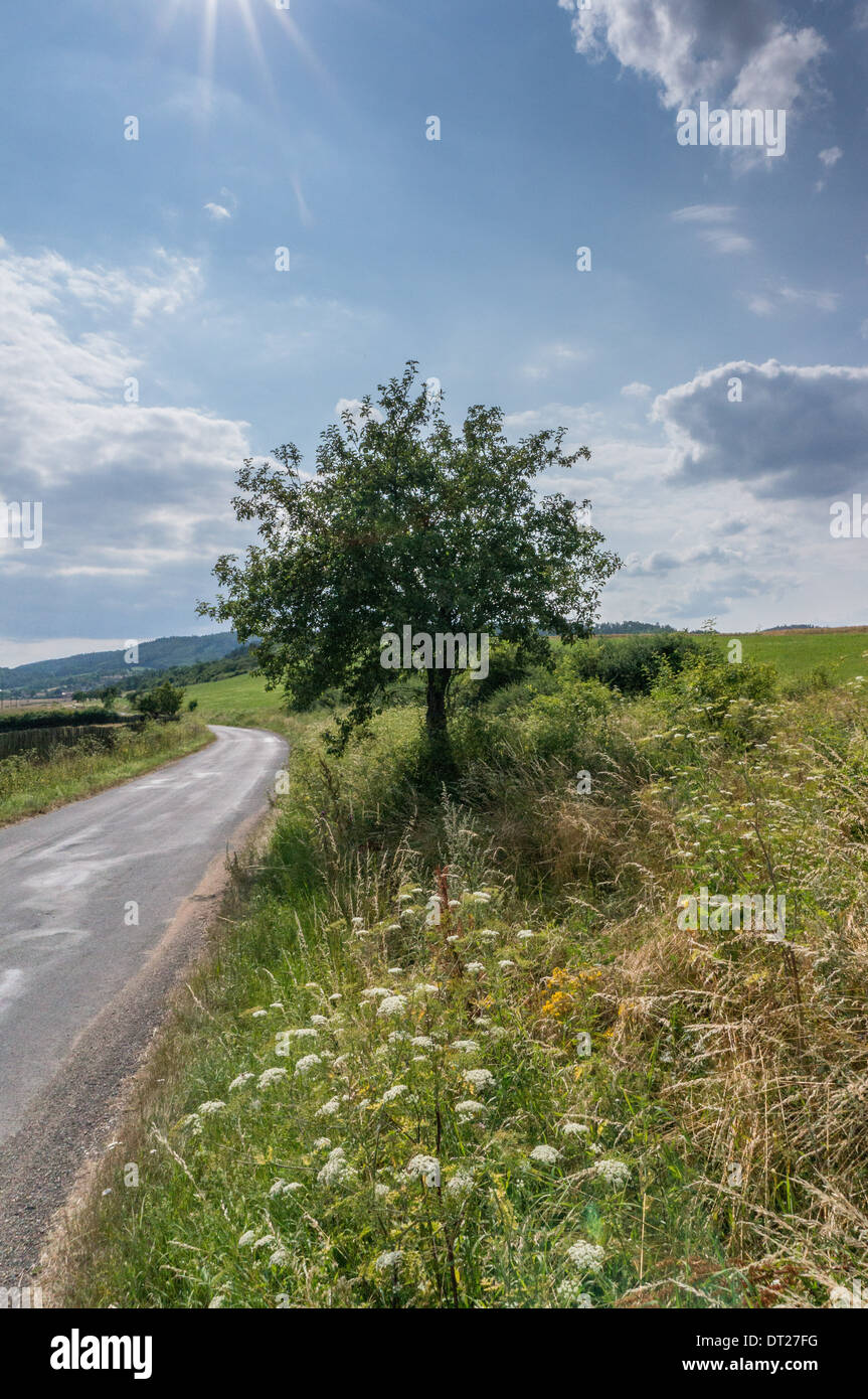 Overgrown field hi-res stock photography and images - Alamy