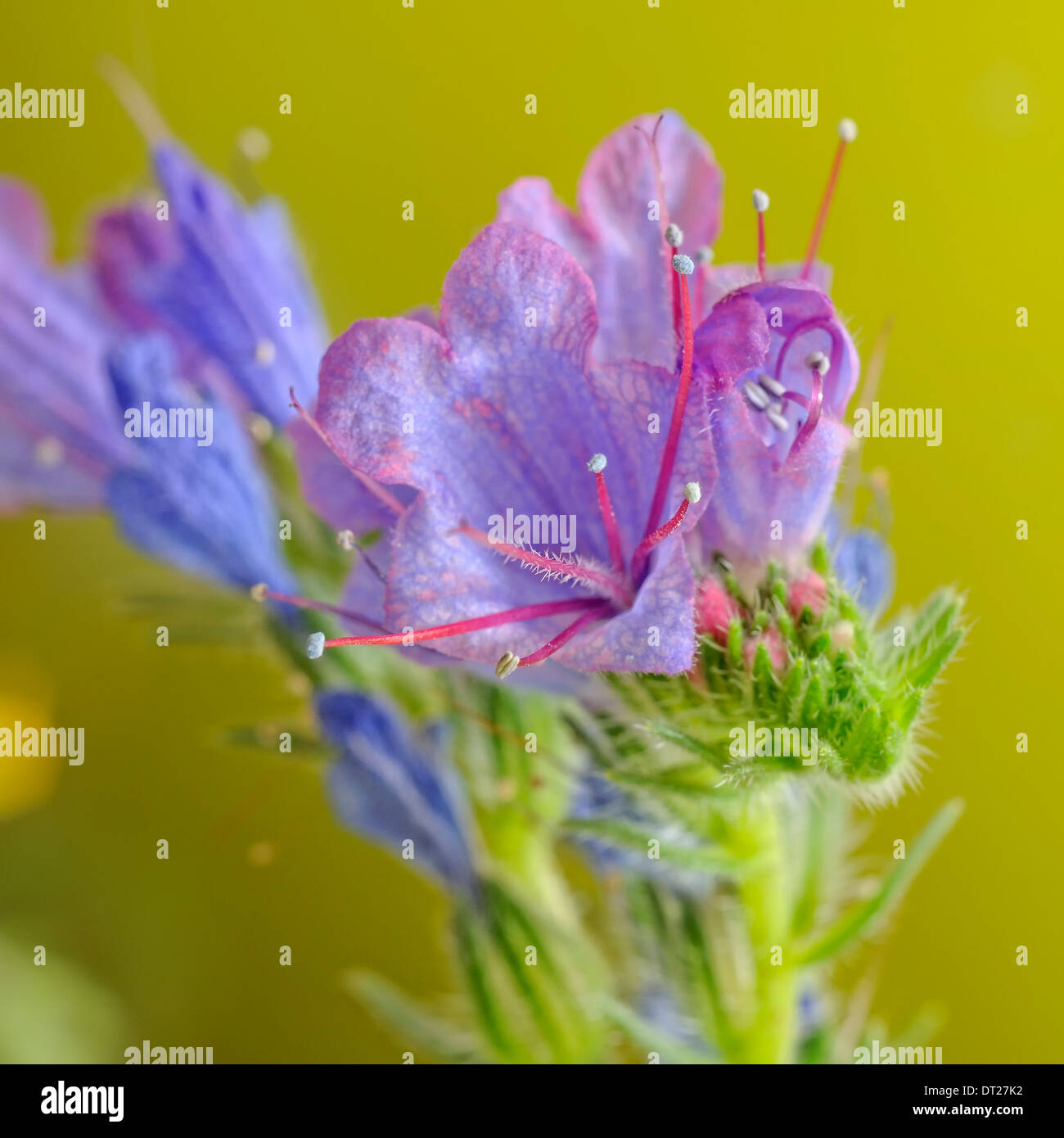 Purple vipers bugloss purple vipers bugloss hi-res stock photography ...