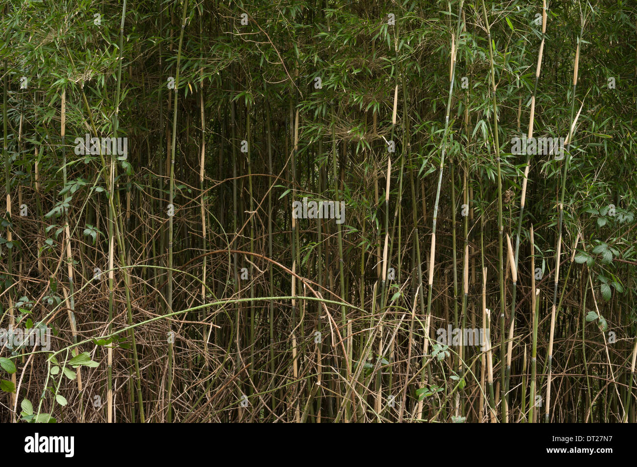 Alien plant hi-res stock photography and images - Alamy