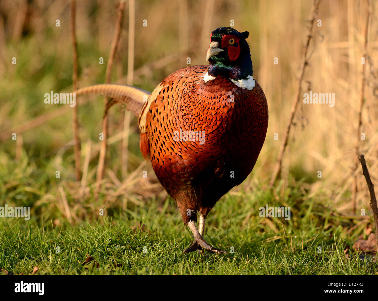 Male pheasant hi-res stock photography and images - Alamy