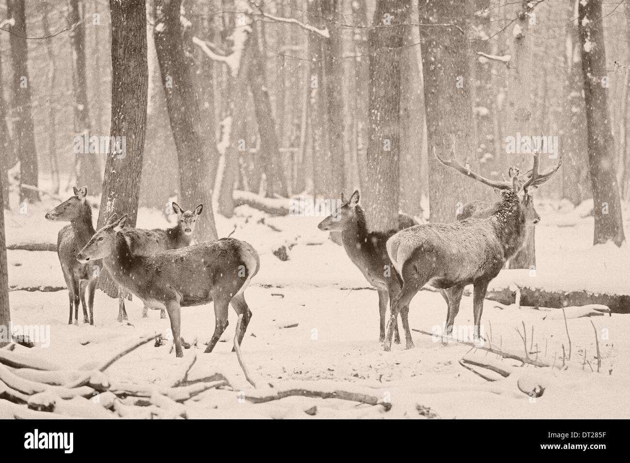 Wild animals in forest .Eurasian elk (Europe Stock Photo - Alamy