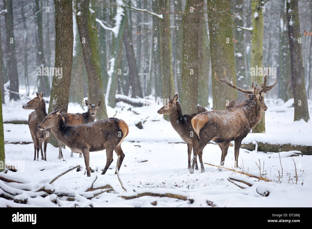 Wild animals in forest .Eurasian elk (Europe Stock Photo - Alamy