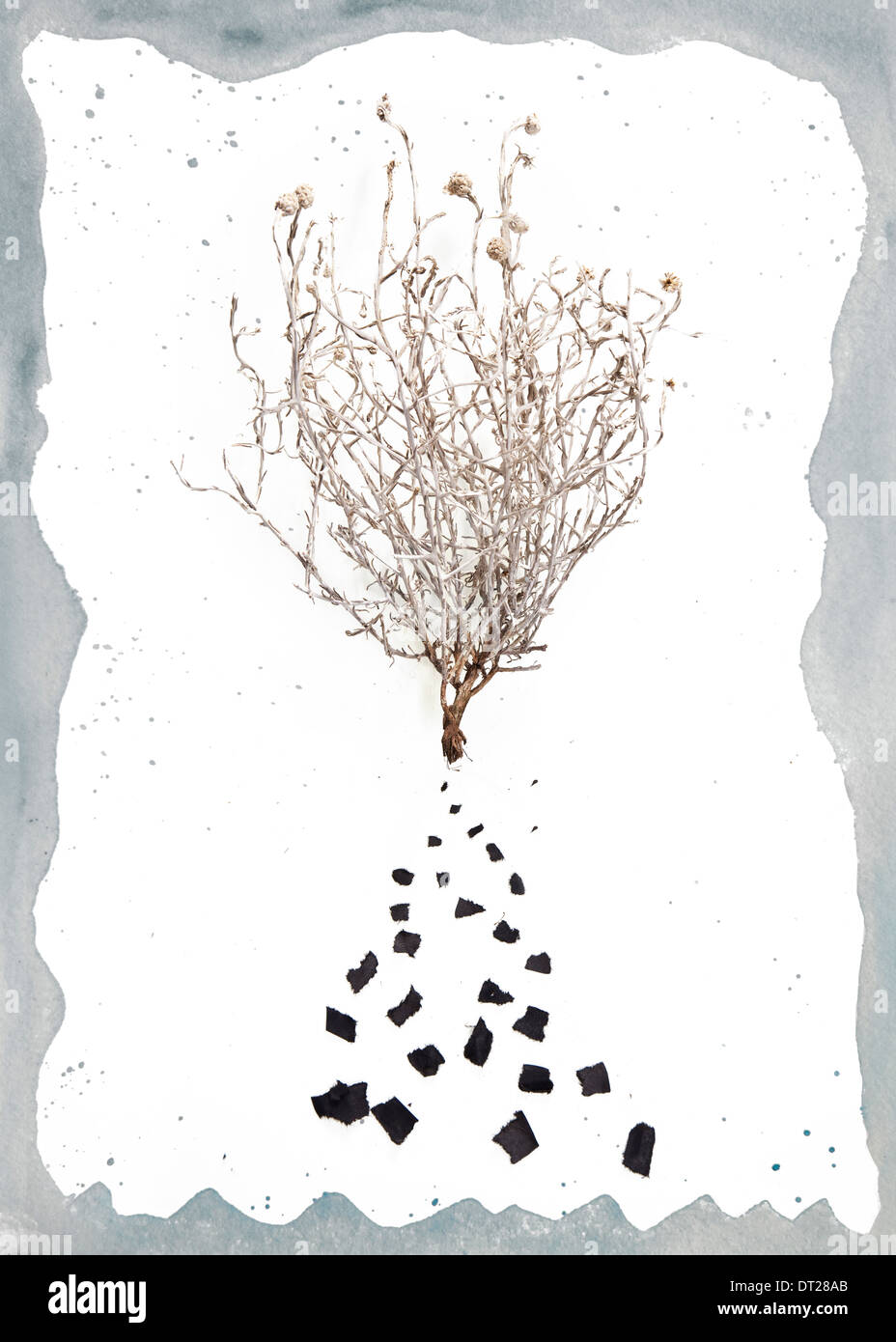 Still life with cushion bush plant and torn black paper pieces Stock ...