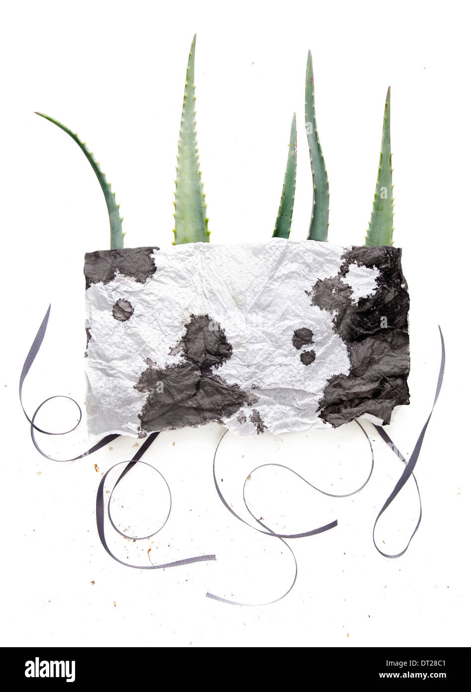 Aloe plant, tissue with ink spots, grey ribbon Stock Photo - Alamy